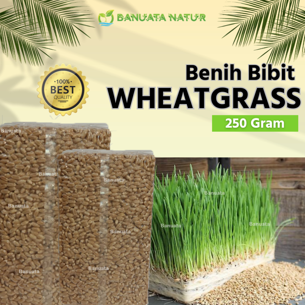 Jual Benih Bibit Wheat grass WheatGrass Rumput Gandum (Isi 250 gram ...