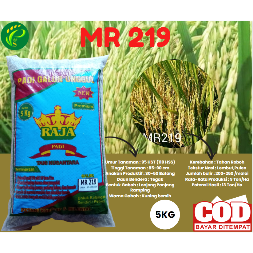 Jual Biji Padi Unggul Tahan Rebah MR219 MR 219 5KG | Shopee Indonesia