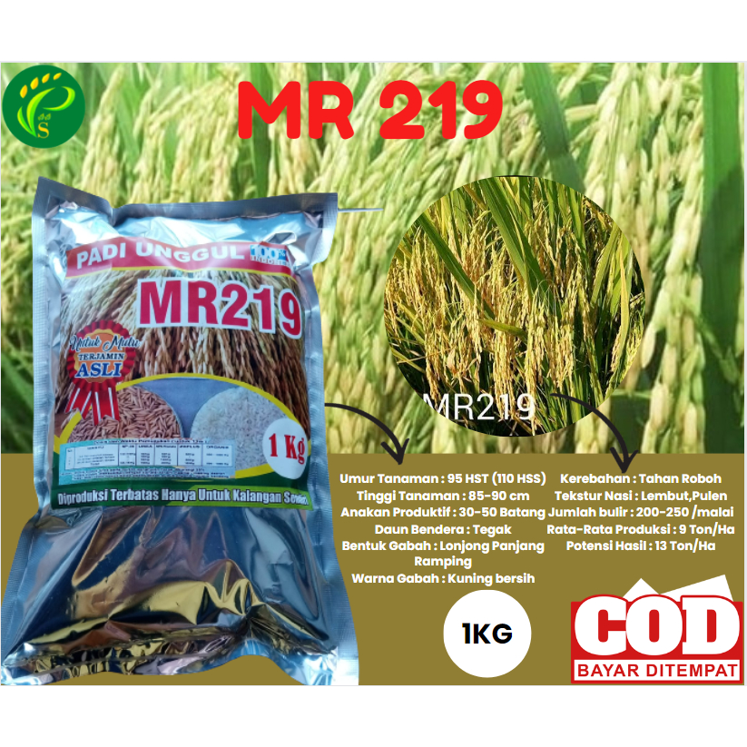Jual Biji Padi Bibit Padi Unggul MR219 1KG | Shopee Indonesia