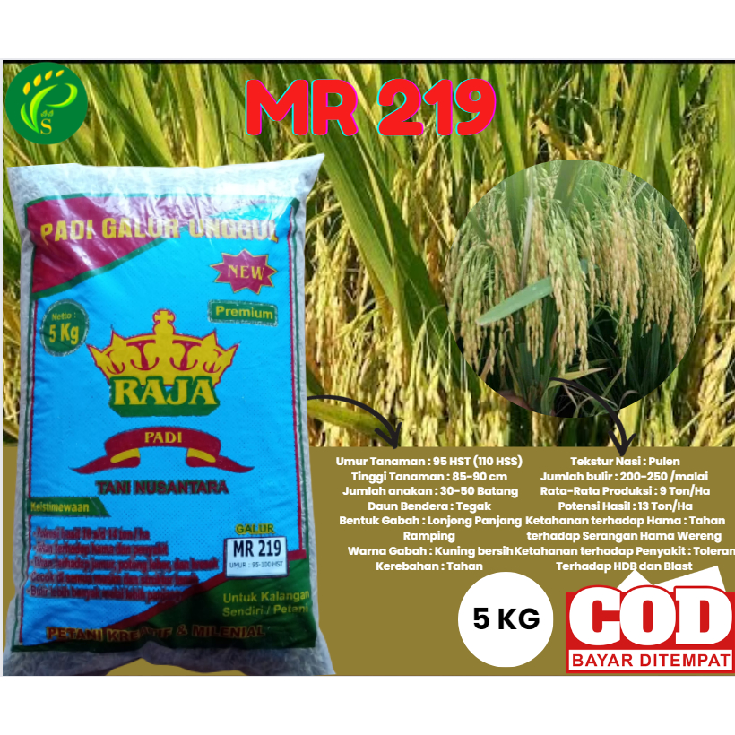 Jual Biji Padi Unggul MR219 5KG | Shopee Indonesia