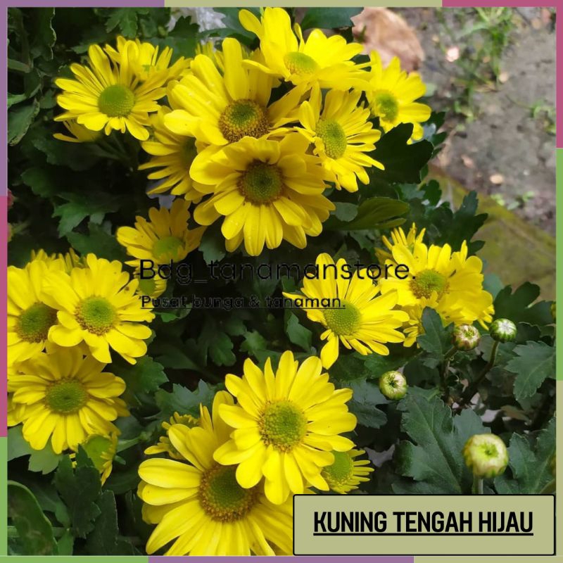 Jual TANAMAN BUNGA KRISAN SERUNI ASTER WARNA KUNING TENGAH HIJAU ...