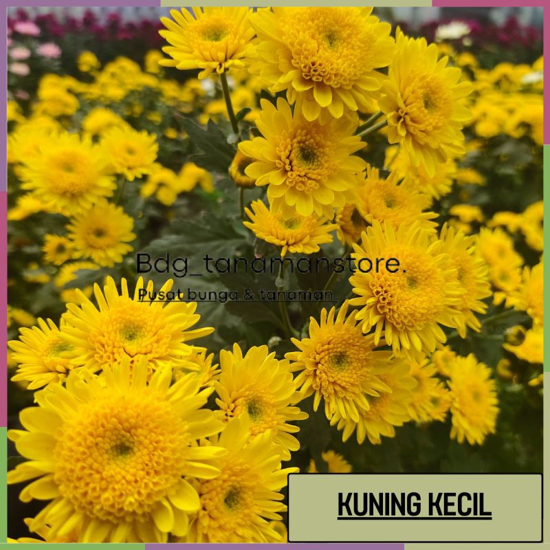 Jual TANAMAN BUNGA KRISAN SERUNI ASTER WARNA KUNING KECIL | Shopee ...