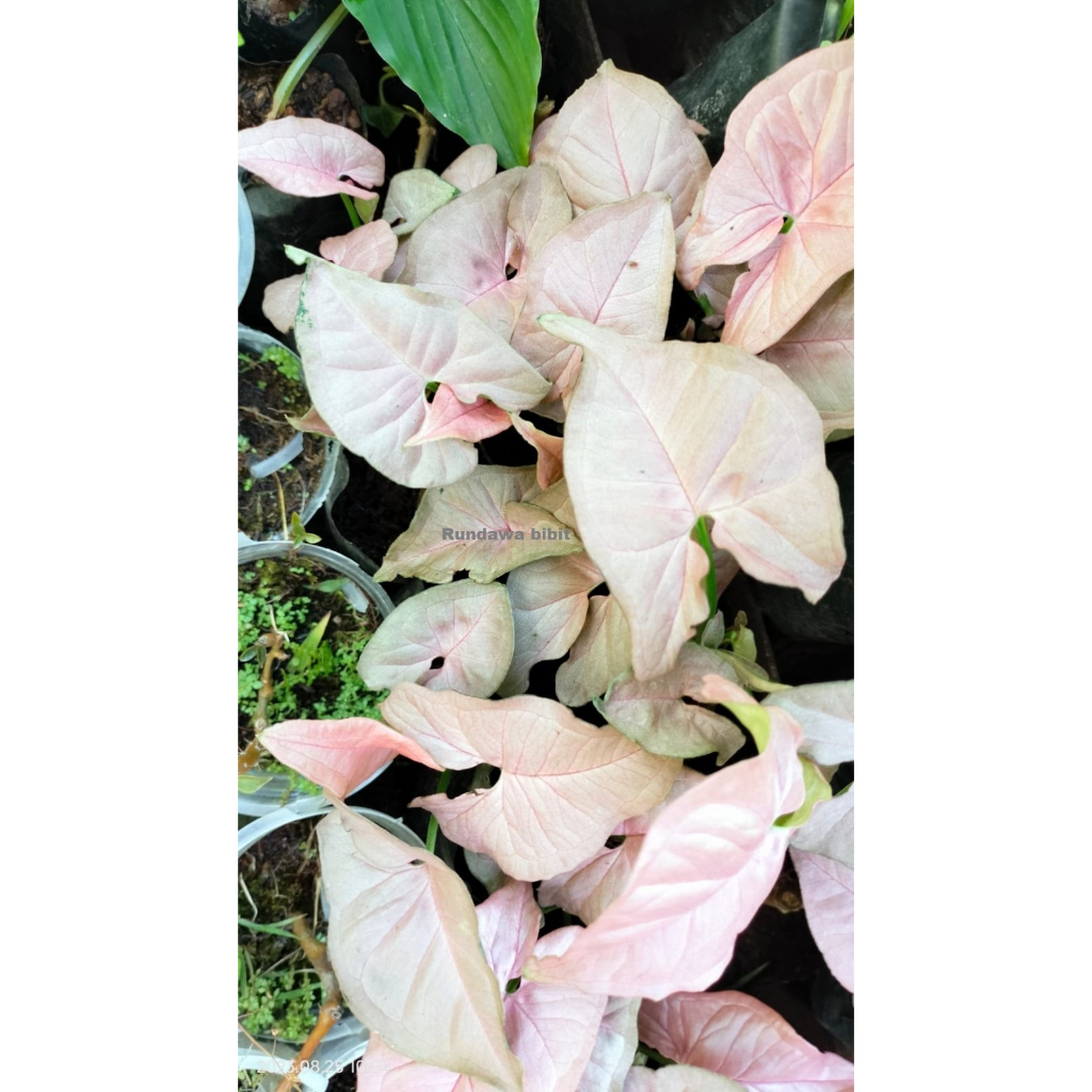Jual syngonium robusta pink neon | Shopee Indonesia