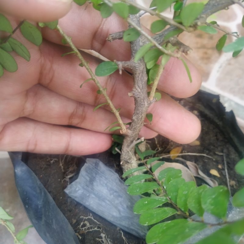 Jual Bibit Bonsai Cendrawasih Daun Bulat ( Phyllanthus cochinchinensis ...