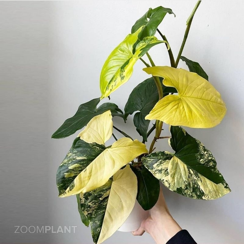 Jual Syngonium Variegata Yellow Tanaman Hias Singonium Variegata Kuning ...