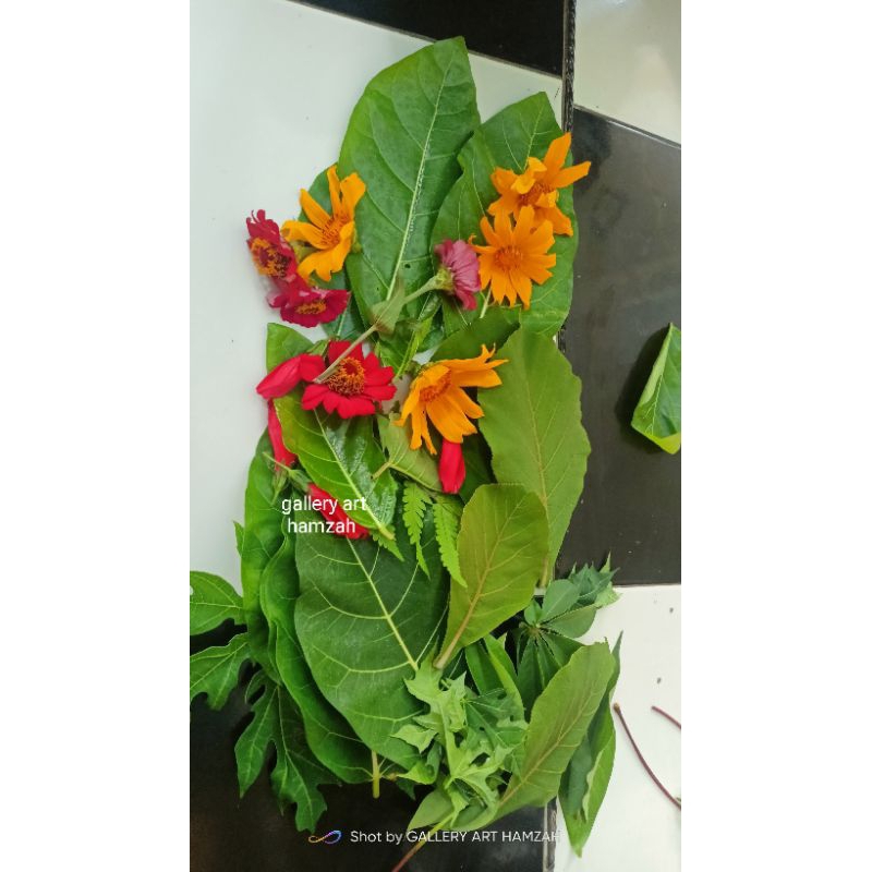 Jual DAUN ECOPRINT MIX berbagai jenis 110 lembar | Shopee Indonesia