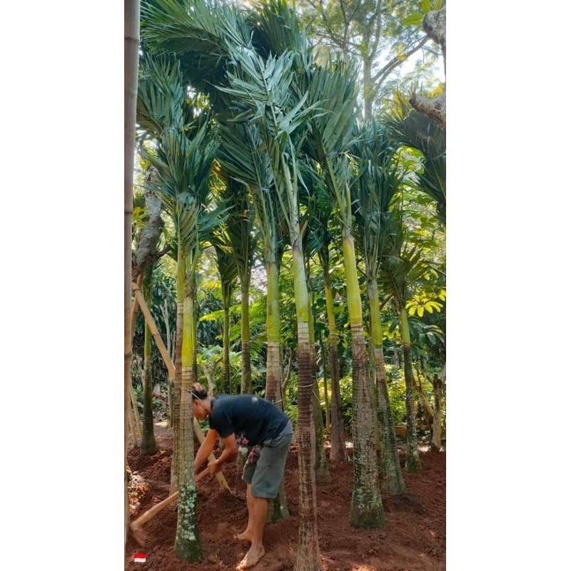 Jual pohon palem putri ukuran 3 meter/pohon pelindung | Shopee Indonesia