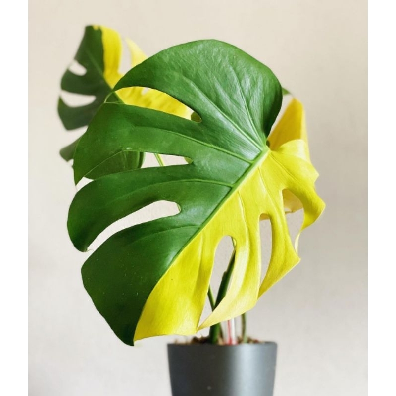 Jual Monstera Variegata Yellow Tanaman Hias Monstera Yellow Variegata ...
