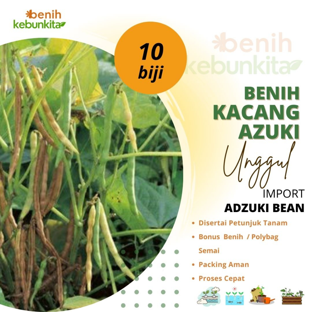 Jual Benih Biji Kacang Merah Azuki | Shopee Indonesia