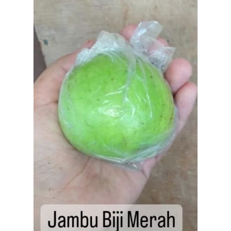 Jual jambu biji merah 1 kg | Shopee Indonesia