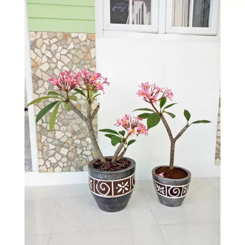 Jual Tanaman hias kamboja bali 1 meter bunga (pink-kuning) | Shopee ...