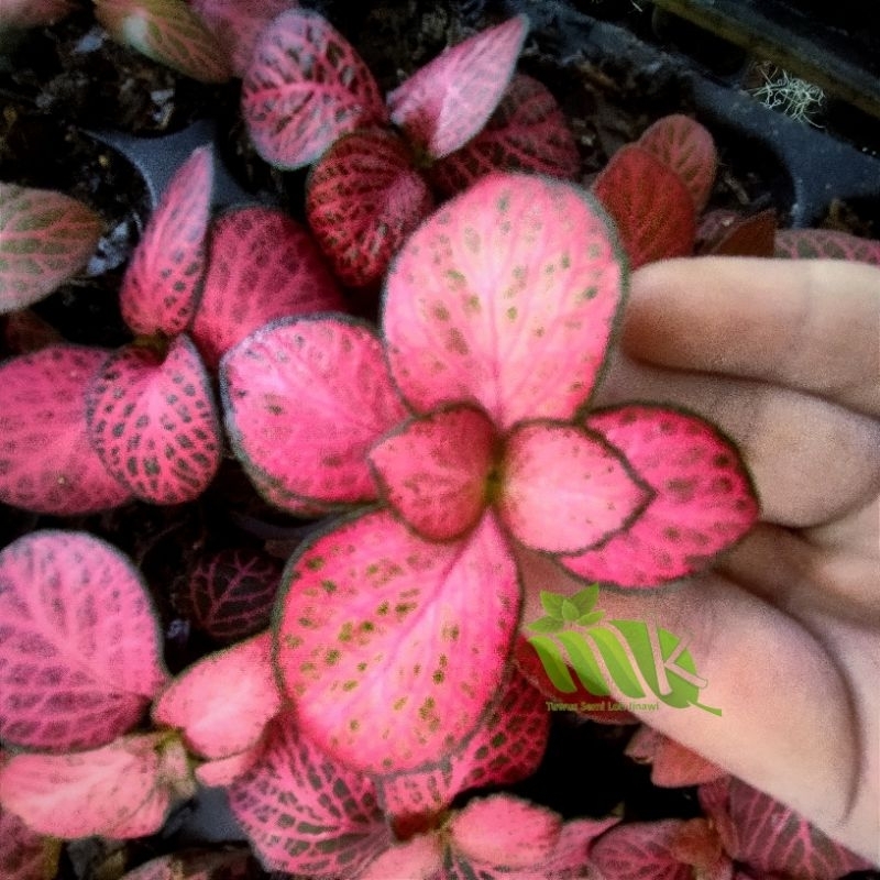 Jual Fitonia Fittonia Tanaman Paludarium Terarium dan Vivarium | Shopee ...