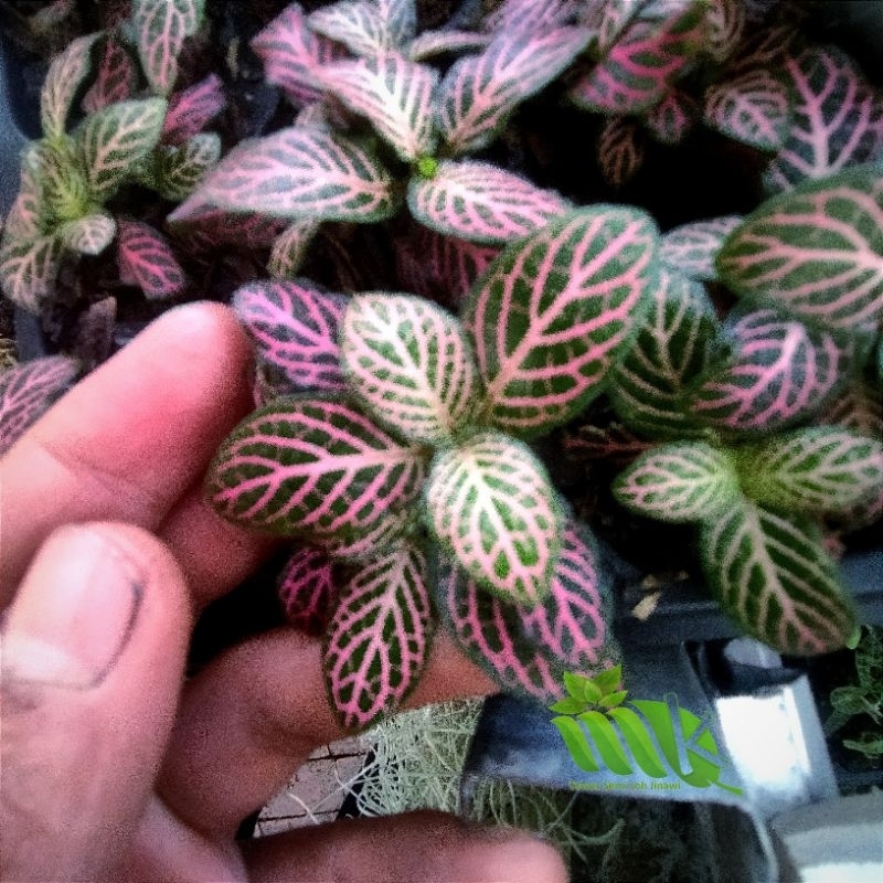 Jual Fitonia Fittonia Tanaman Paludarium Terarium dan Vivarium | Shopee ...