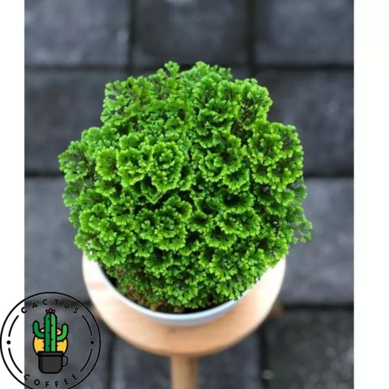 Jual Tanaman Hias Lumut Ambon tanaman paludarium / rumput Papua ...