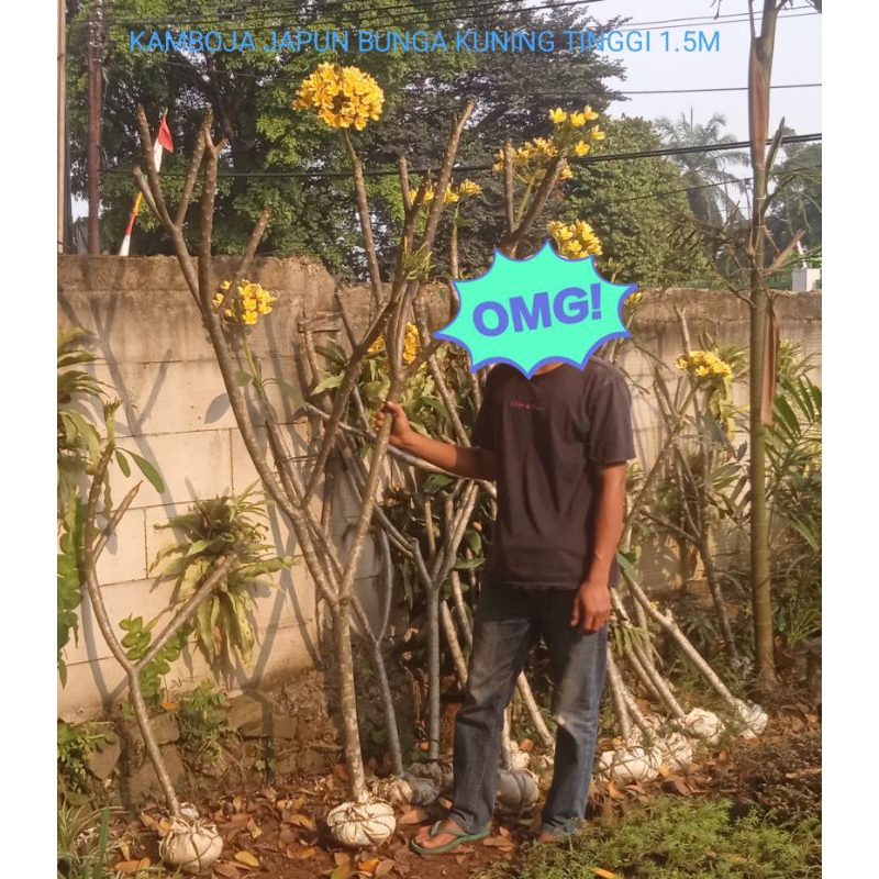 Jual Tanaman hias kamboja bali bunga kuning tinggi 1-1.5 meter | Shopee ...