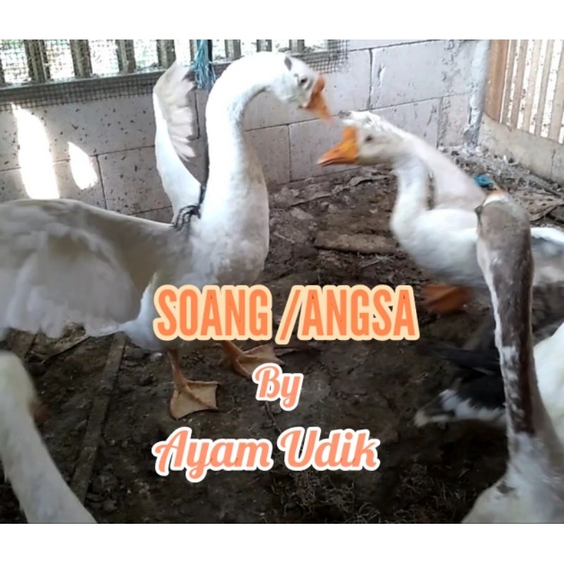 Jual Soang / Angsa Hidup Bukan Bebek/Mentok | Shopee Indonesia