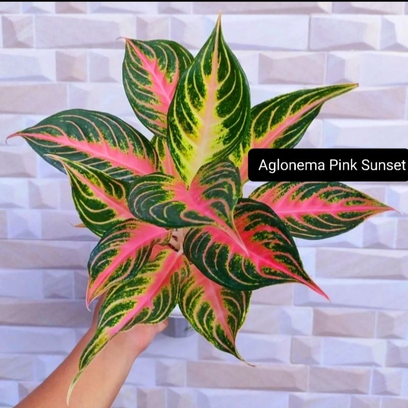 Jual Aglonema Pink Sunset Super Pink/ Aglaonema Pink Sunset Tanaman ...