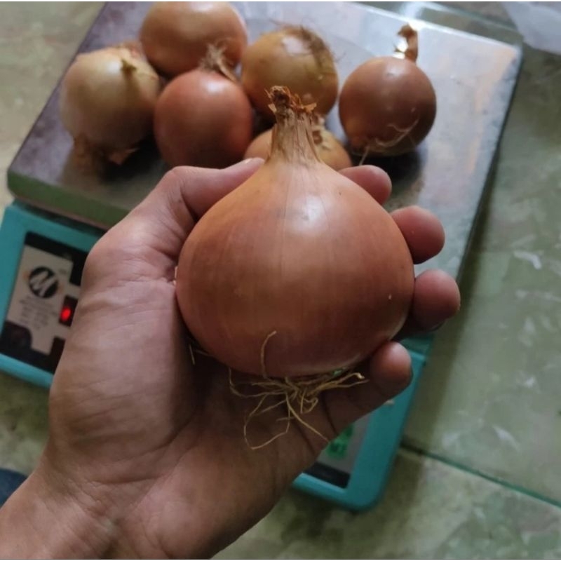 Jual Onion / Bawang Bombay Besar | Shopee Indonesia