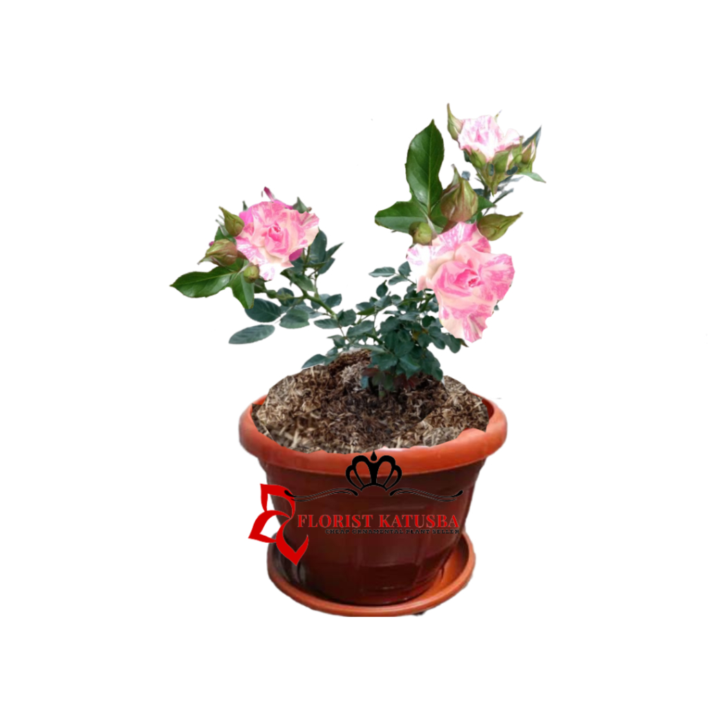 Jual tanaman hias bunga mawar spray batik | Shopee Indonesia