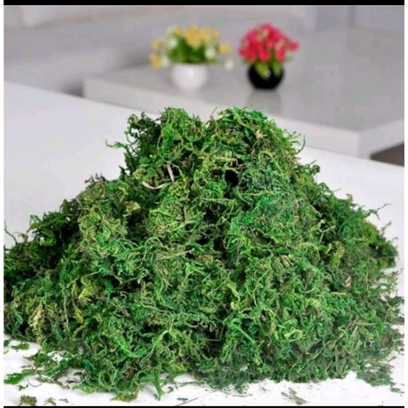 Jual lumut | Shopee Indonesia