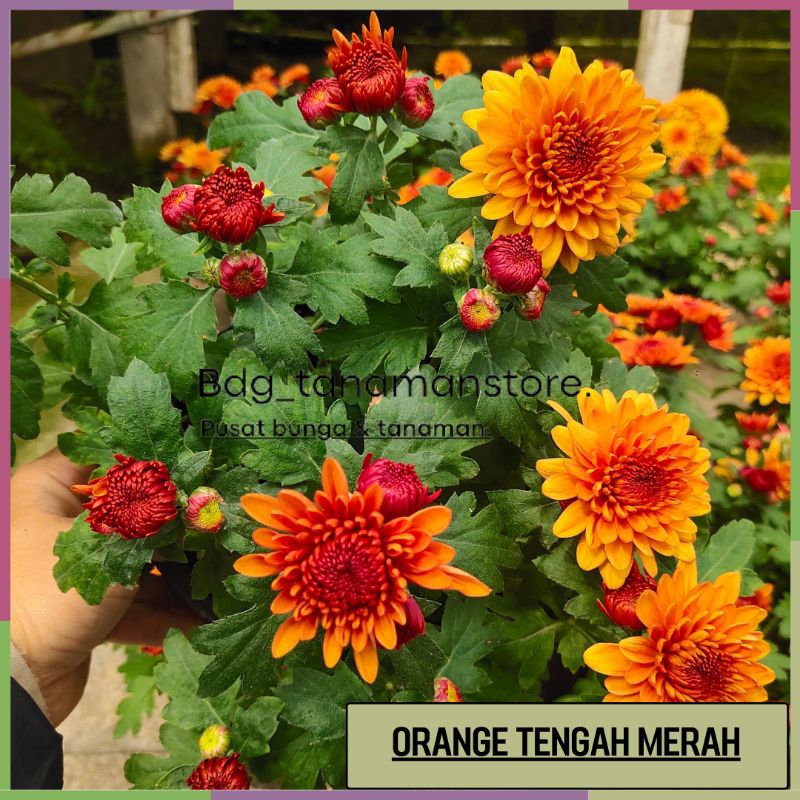 Jual TANAMAN BUNGA KRISAN SERUNI ASTER WARNA ORANGE TENGAH MERAH ...