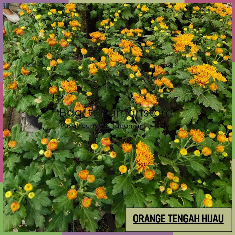 Jual TANAMAN BUNGA KRISAN SERUNI ASTER WARNA ORANGE TENGAH HIJAU ...