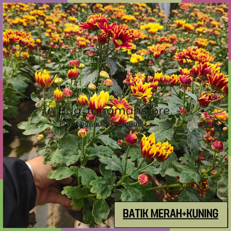 Jual TANAMAN BUNGA KRISAN SERUNI ASTER BATIK WARNA MERAH+KUNING ...
