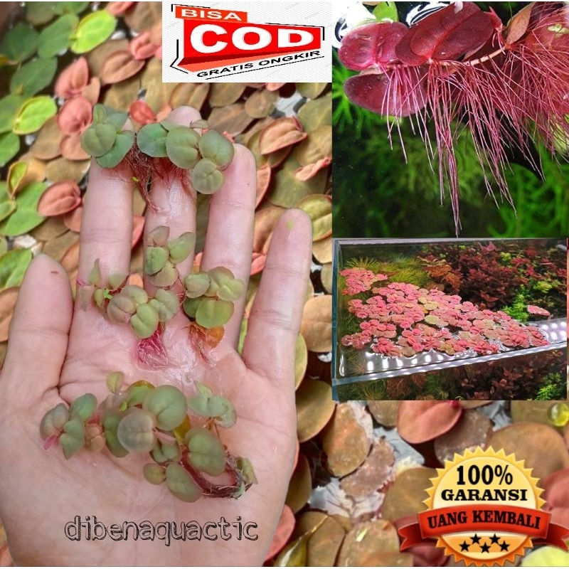 Jual tanaman aquascape Phyllanthus Fluitans Akar merah tanaman apung ...