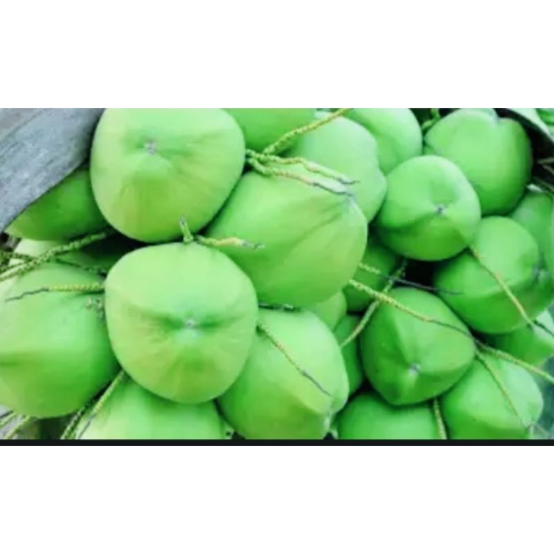 Jual GIVIONA"COCO/KELAPA MUDA MANIS ORIGINAL | Shopee Indonesia