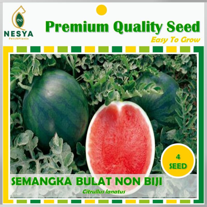 Jual 4 Benih Semangka Merah Bulat Non Biji Buah Semangka Bulat Merah ...