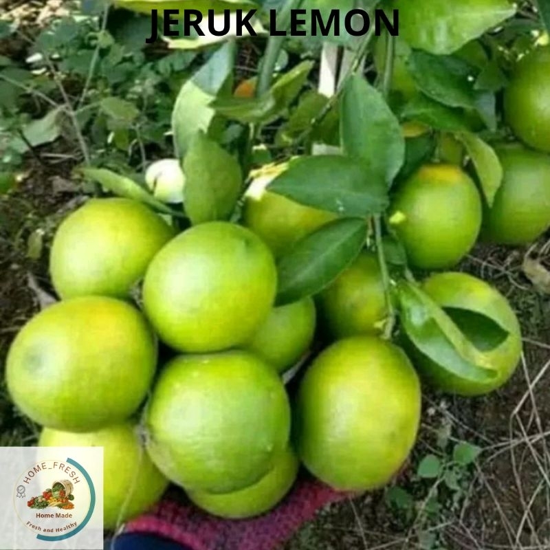 Jual Jeruk Lemon Lokal California Segar 1 Kg | Shopee Indonesia