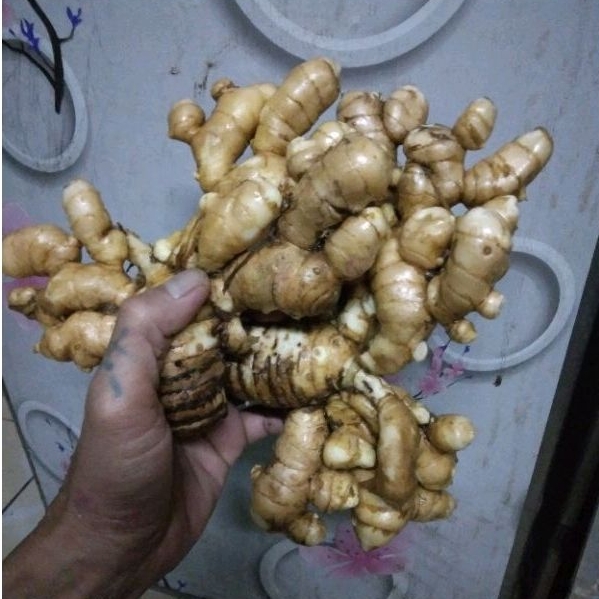 Jual Temu putih,temulawak putih segar fres isi 1 kg | Shopee Indonesia