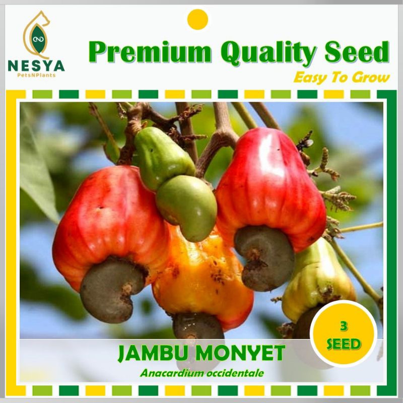 Jual Benih Jambu Monyet Jambu Mente Mede Benih Biji Buah Jambu Mede 3 ... Jual Benih Jambu Monyet Jambu Mente Mede Benih Biji Buah Jambu Mede 3 ...
