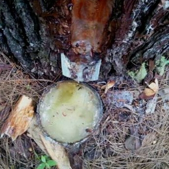 Jual getah pinus original | Shopee Indonesia