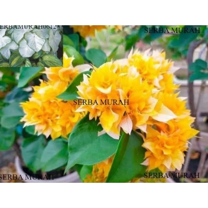 Jual New!!! Tanaman hias bugenvil bunga kertas kuning / bunga bugenvil ...