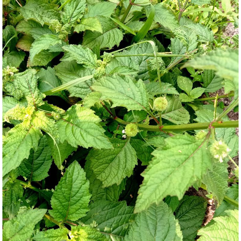 Jual KENOPO/RUMPUT/HYPTIS CAPITATA | Shopee Indonesia