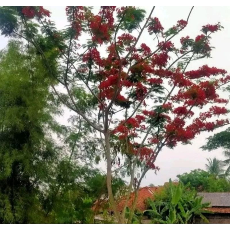 Jual pohon peneduh Flamboyan bunga merah | Shopee Indonesia