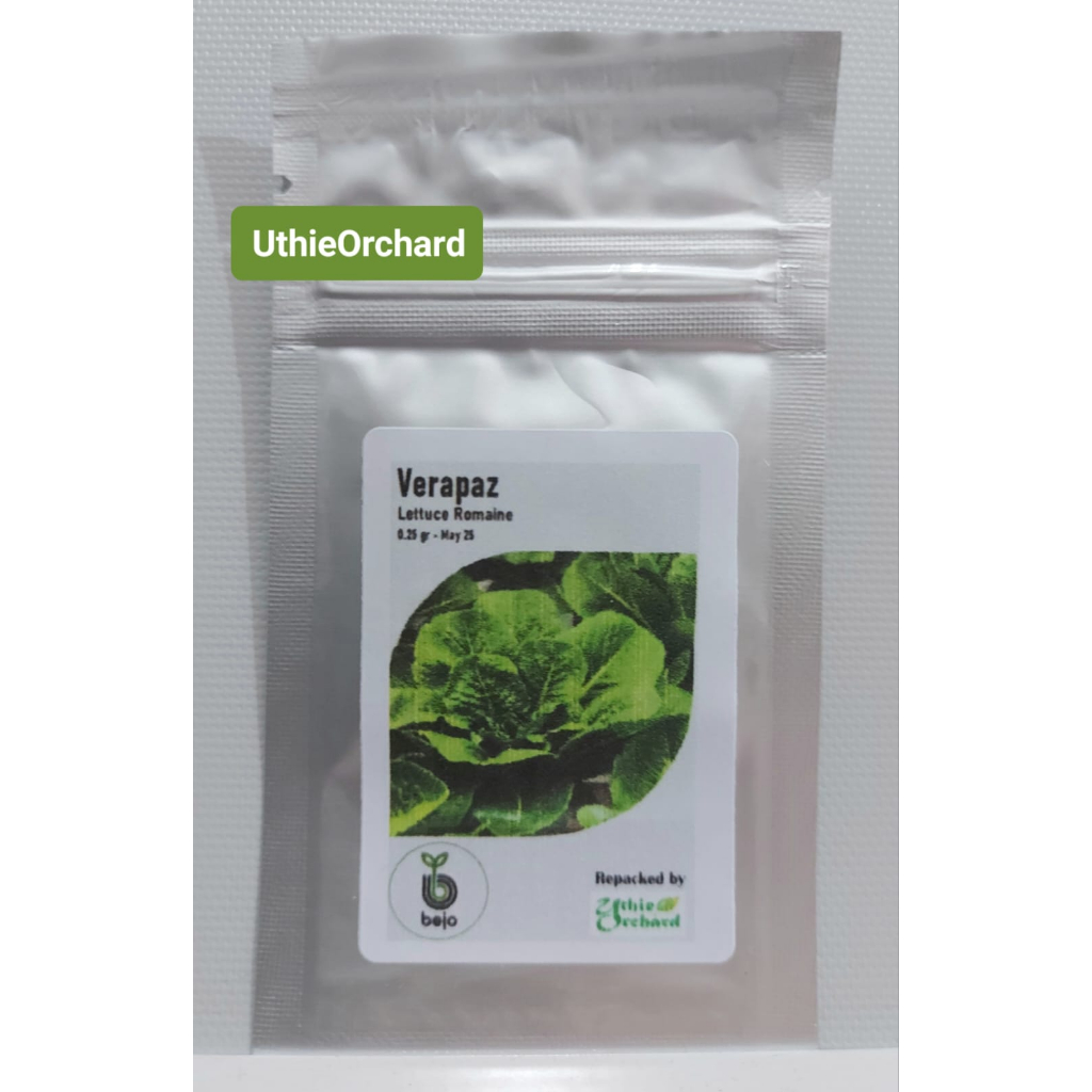 Jual Benih Bejo Seed - Selada Romaine Verapaz Kemasan Repack 0,25 Gr ...