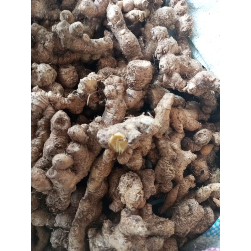 Jual Temu giring/temu kuning rempah | Shopee Indonesia
