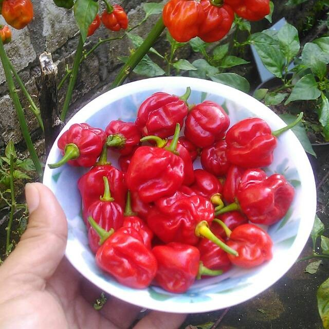 Jual 5 Biji Benih Cabe Katokkon Toraja | Shopee Indonesia
