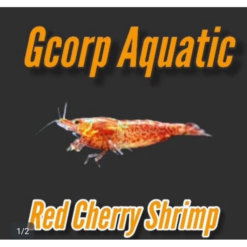 Jual Etalase - Red Cherry Shrimp (Aquascape) | Shopee Indonesia
