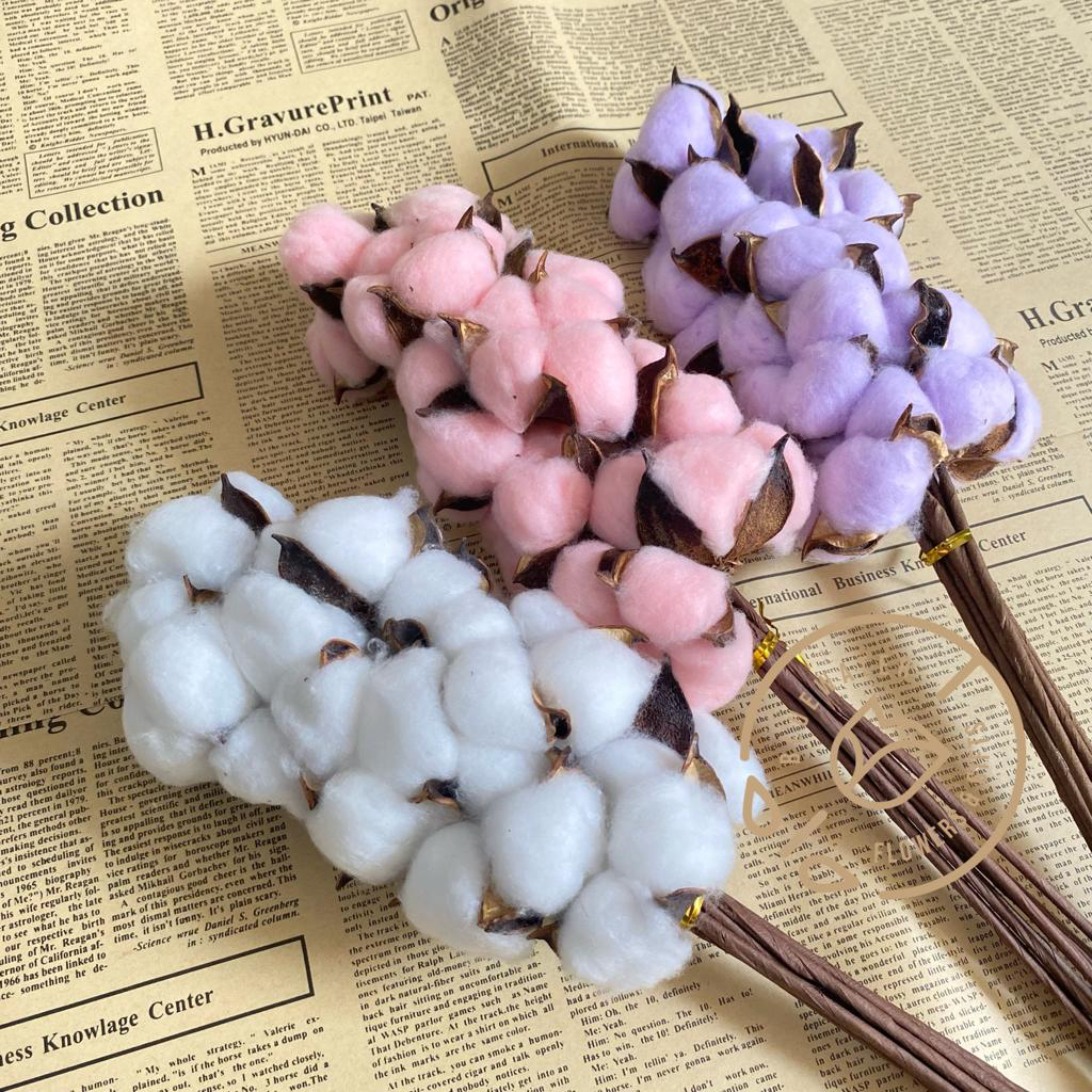 Jual 10 Tangkai Bunga Kapas Preserved Dried Cotton Flower Artificial ...