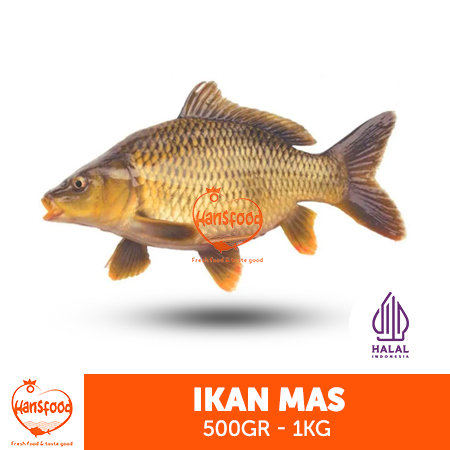 Jual Ikan Mas Toba Hidup 500 gr & 1 kg | Shopee Indonesia