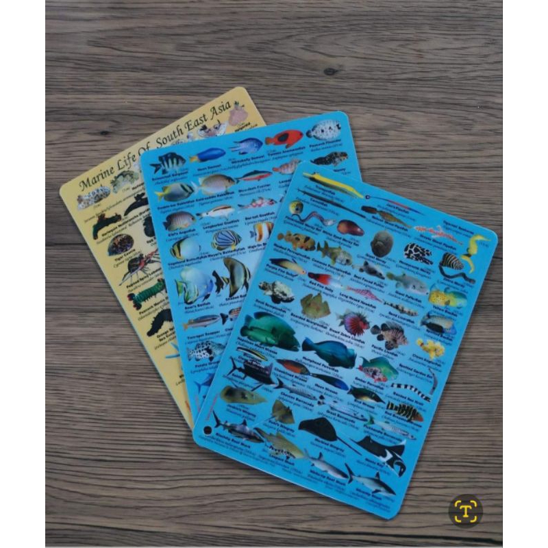 Jual Fish Slate ID Scuba Diving Identifikasi Foto Gambar Ikan Coral ...