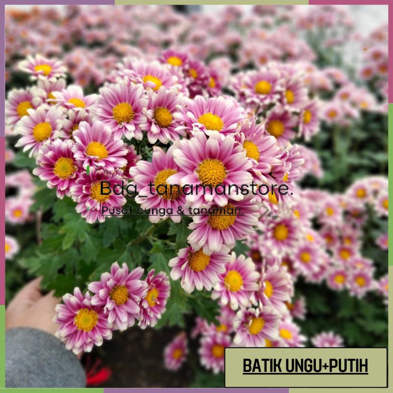 Jual TANAMAN BUNGA KRISAN SERUNI ASTER BATIK WARNA UNGU+PUTIH | Shopee ...