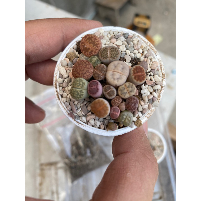 Jual Lithops mix (berikut pot&media) | Shopee Indonesia