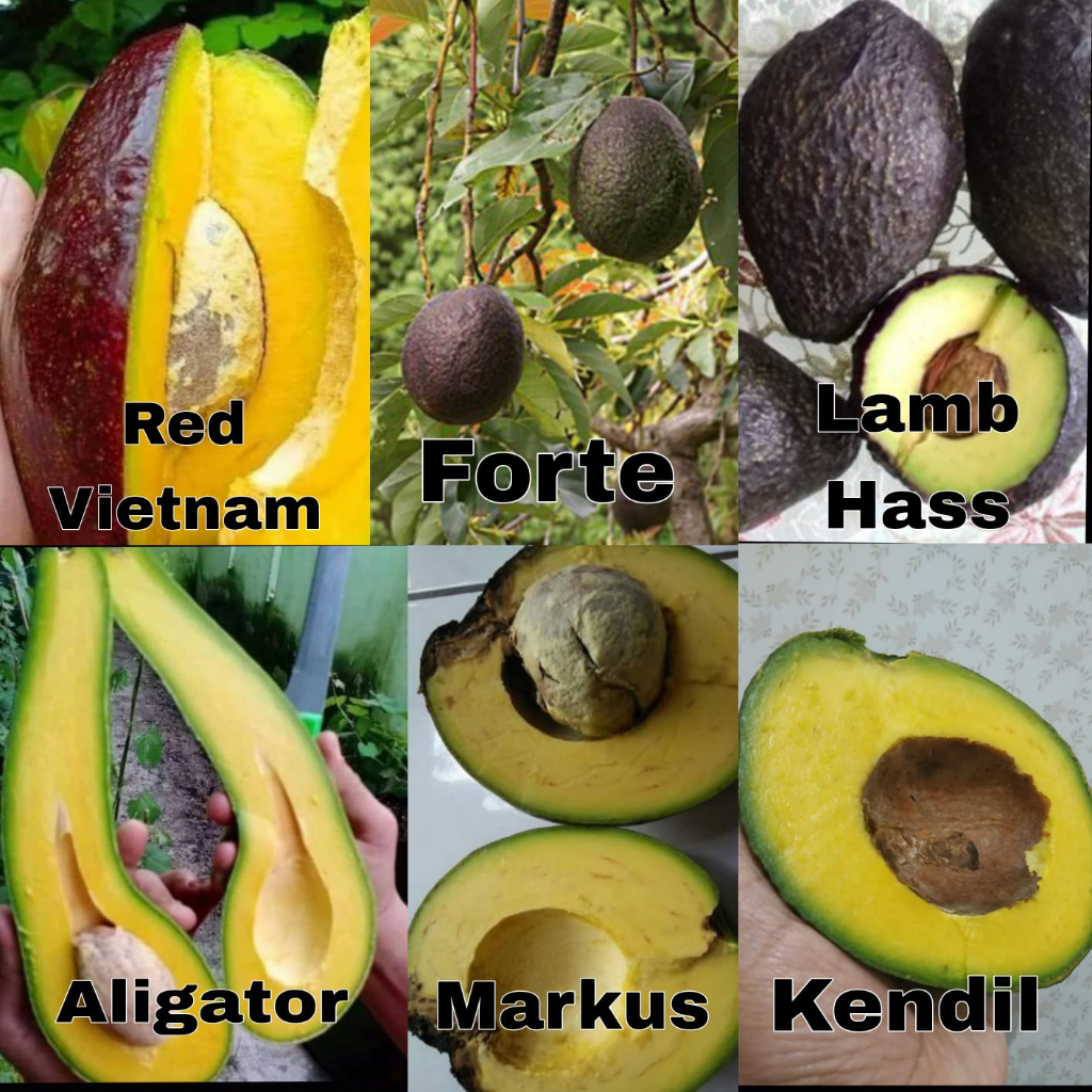 Jual PAKET 6 Tanaman Buah Alpukat ( Markus, Aligator, Lam Hass, Red ...