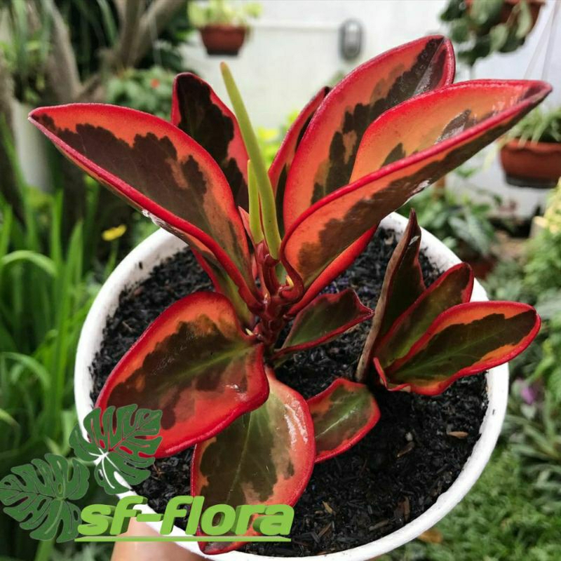 Jual Tanaman Hias Peperomia Tricolor -Teplan merah-peperomia Tricolor ...