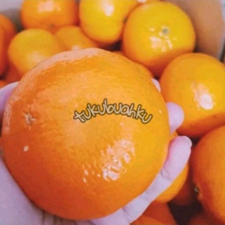 Jual buah jeruk murcot satu bok | Shopee Indonesia