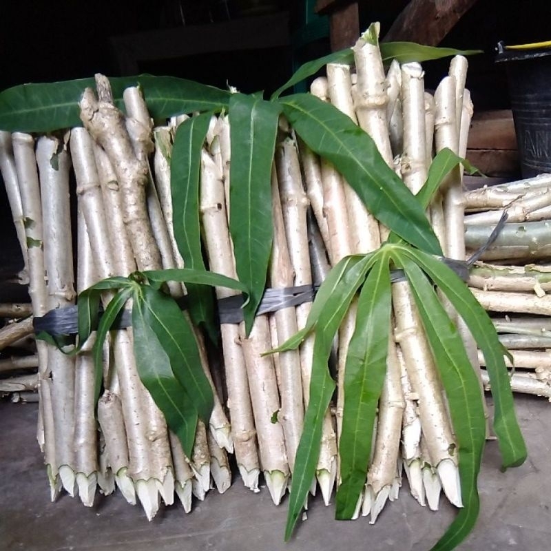 Jual Bibit daun singkong sayur 600 batang | Shopee Indonesia